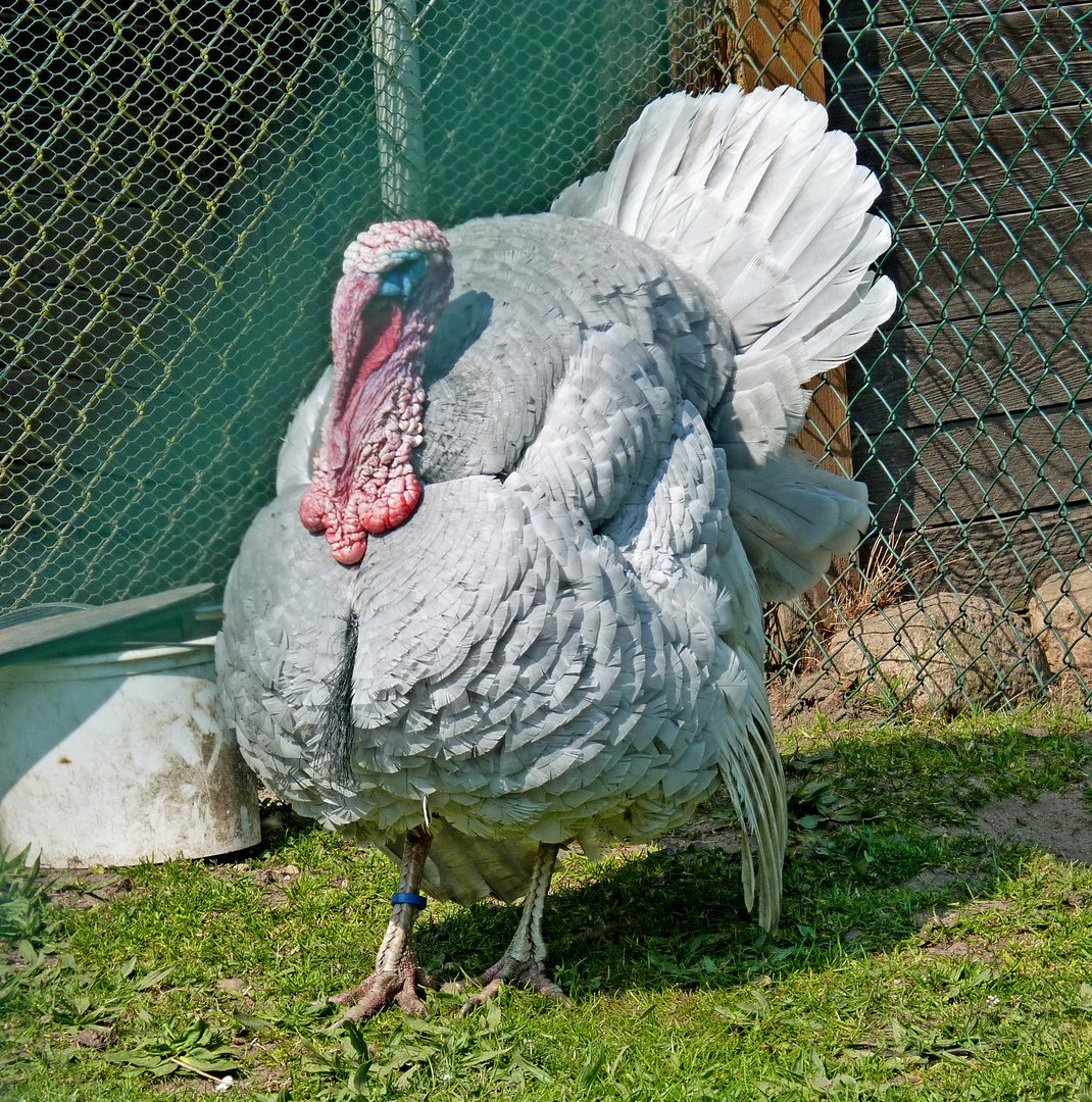 Deutsche Puten - blau Foto & Bild | tiere, natur Bilder auf fotocommunity