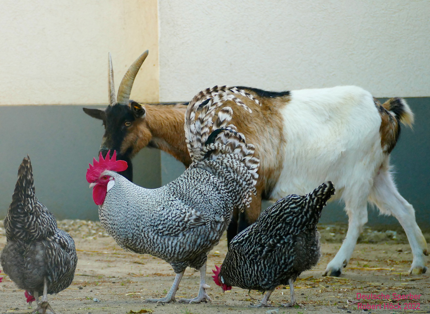 Deutsche Sperber Hahn und Hühner mit Ziege - by Robert Höck 2022 Foto ...