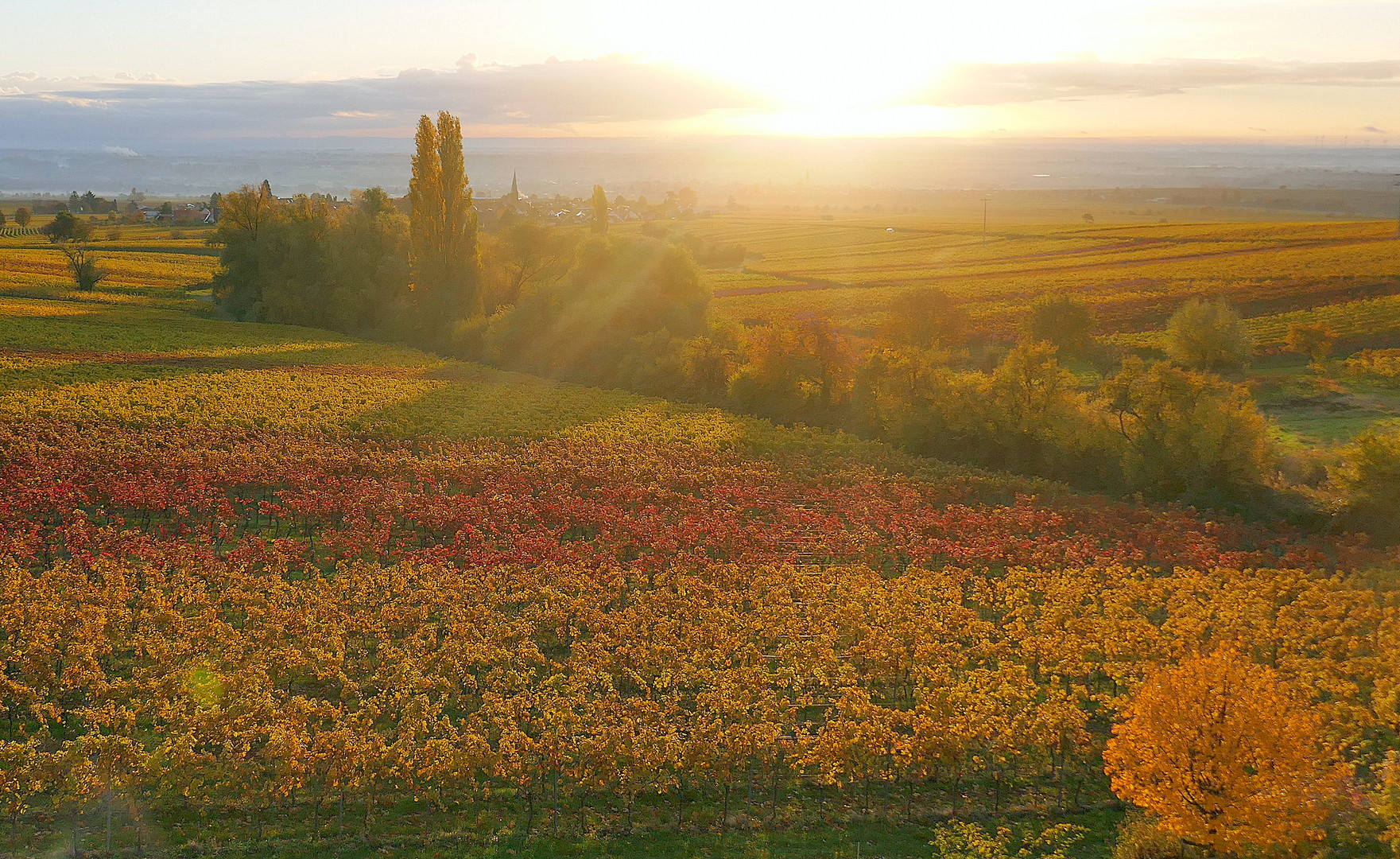 Deutsche Weinstraße Pfalz (1) Foto & Bild | world, sonnenaufgang, natur ...