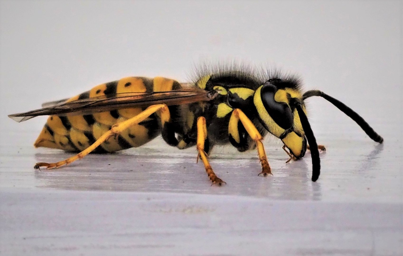 Deutsche Wespe Foto & Bild | tiere, wildlife, insekten Bilder auf ...
