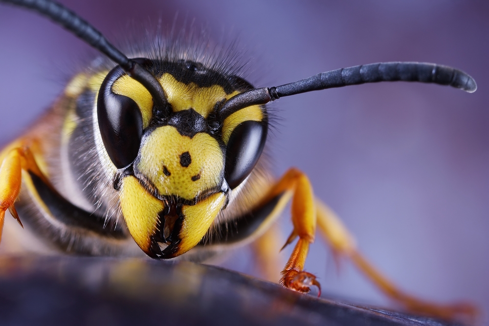 Deutsche Wespe - Bild & Foto von Hubert Polacek aus Jury-Voting ...