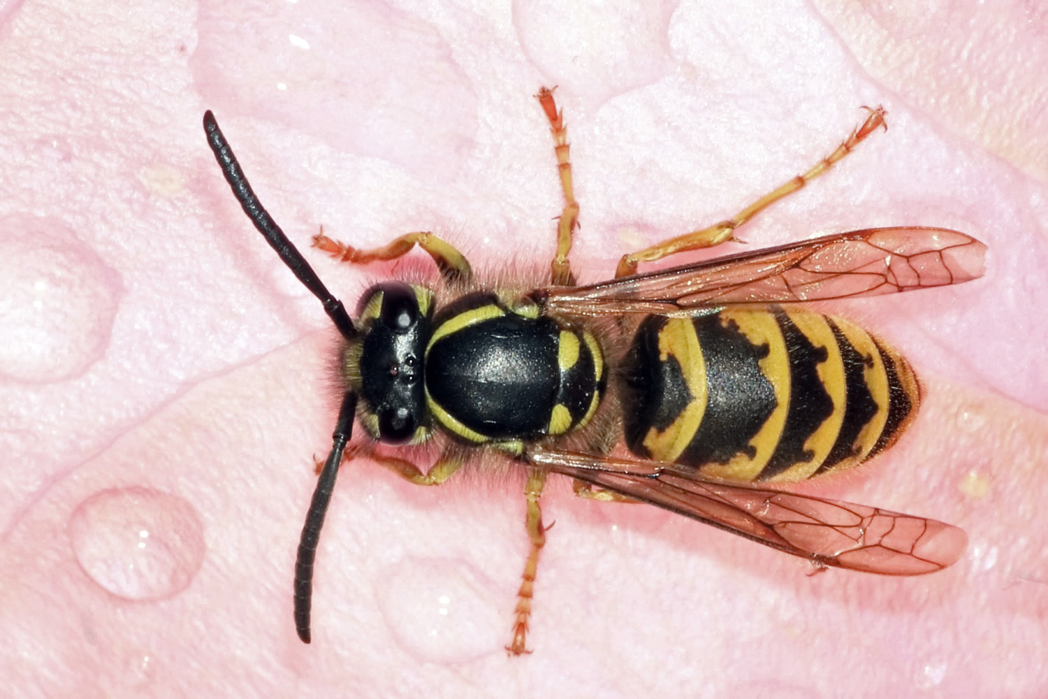 Deutsche Wespe Foto & Bild | fotos, makro, natur Bilder auf fotocommunity