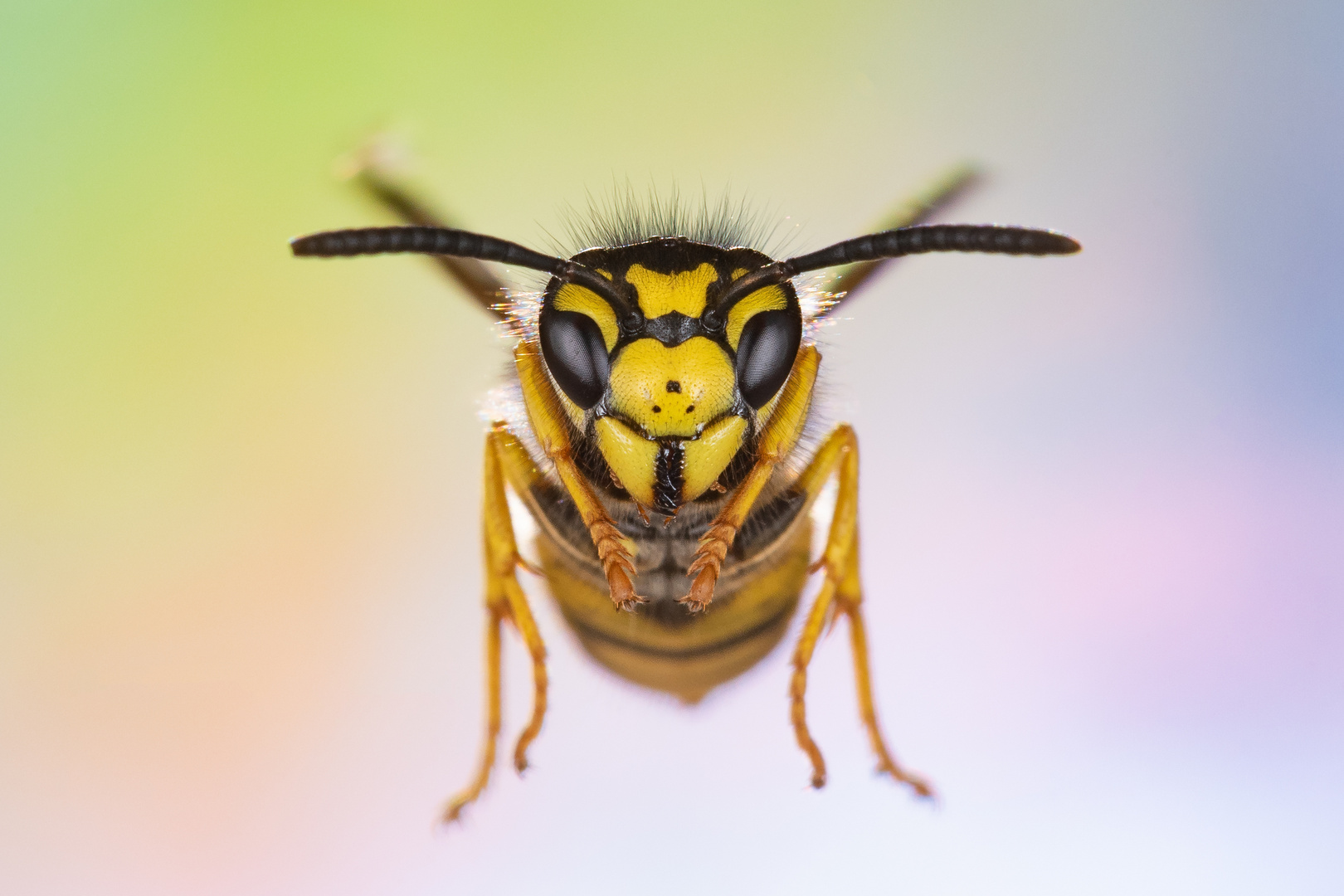 Deutsche Wespe im Flug Foto & Bild | fotos, nikon, spezial Bilder auf ...