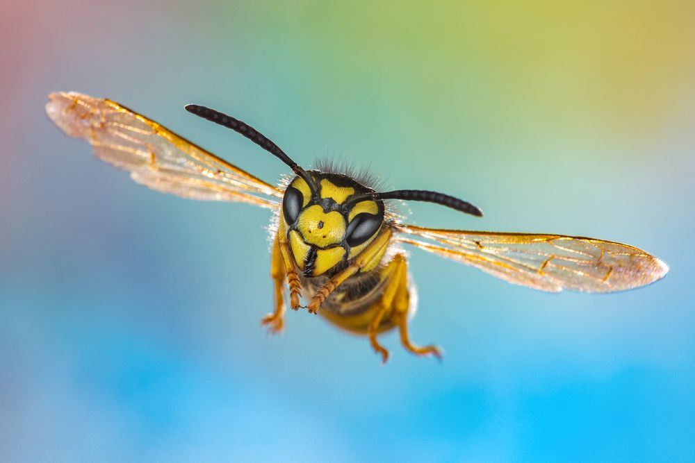 Deutsche Wespe im Flug Foto & Bild | tiere, wildlife, insekten Bilder ...