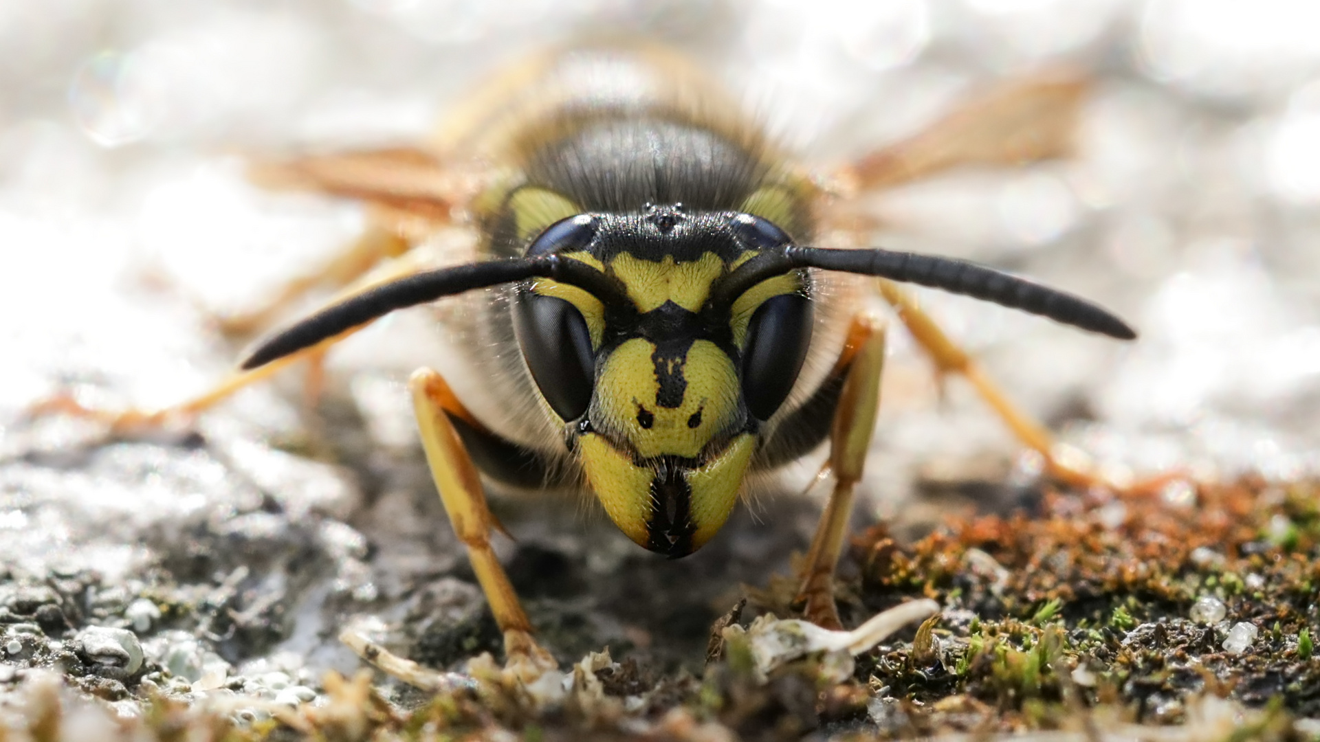 Deutsche Wespe (Vespula germanica) Foto & Bild | tiere, wildlife ...