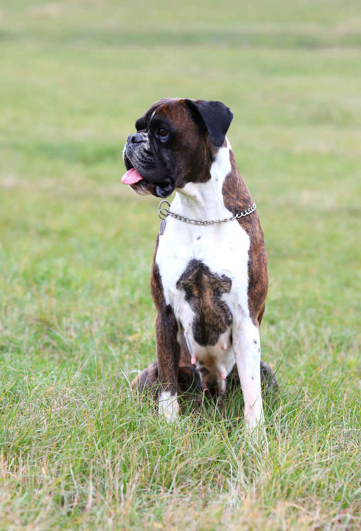 Deutscher Boxer Foto & Bild | tiere, haustiere, hunde Bilder auf ...