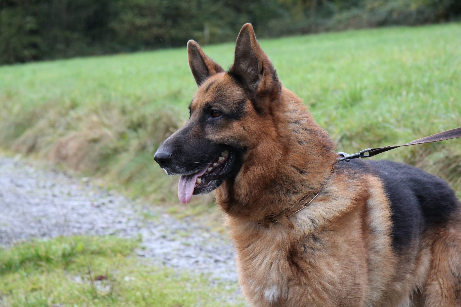 Deutscher Schäferhund Foto & Bild | tiere, haustiere, hunde Bilder auf ...