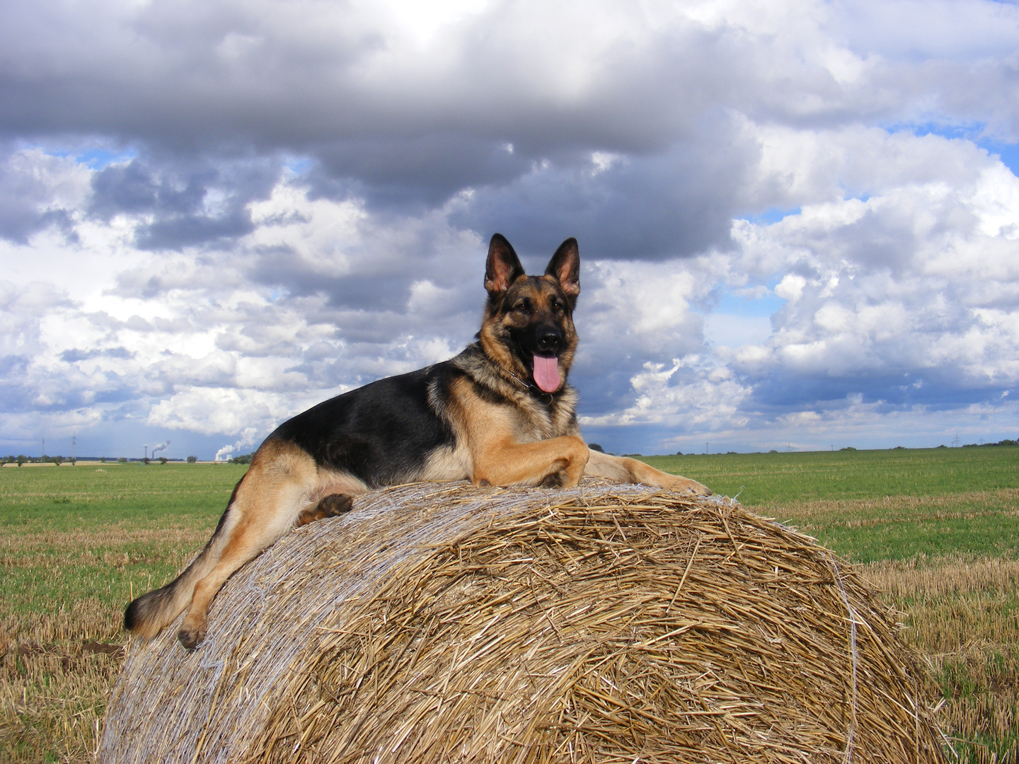 Deutscher Schäferhund Foto & Bild | tiere, haustiere, hunde Bilder auf ...