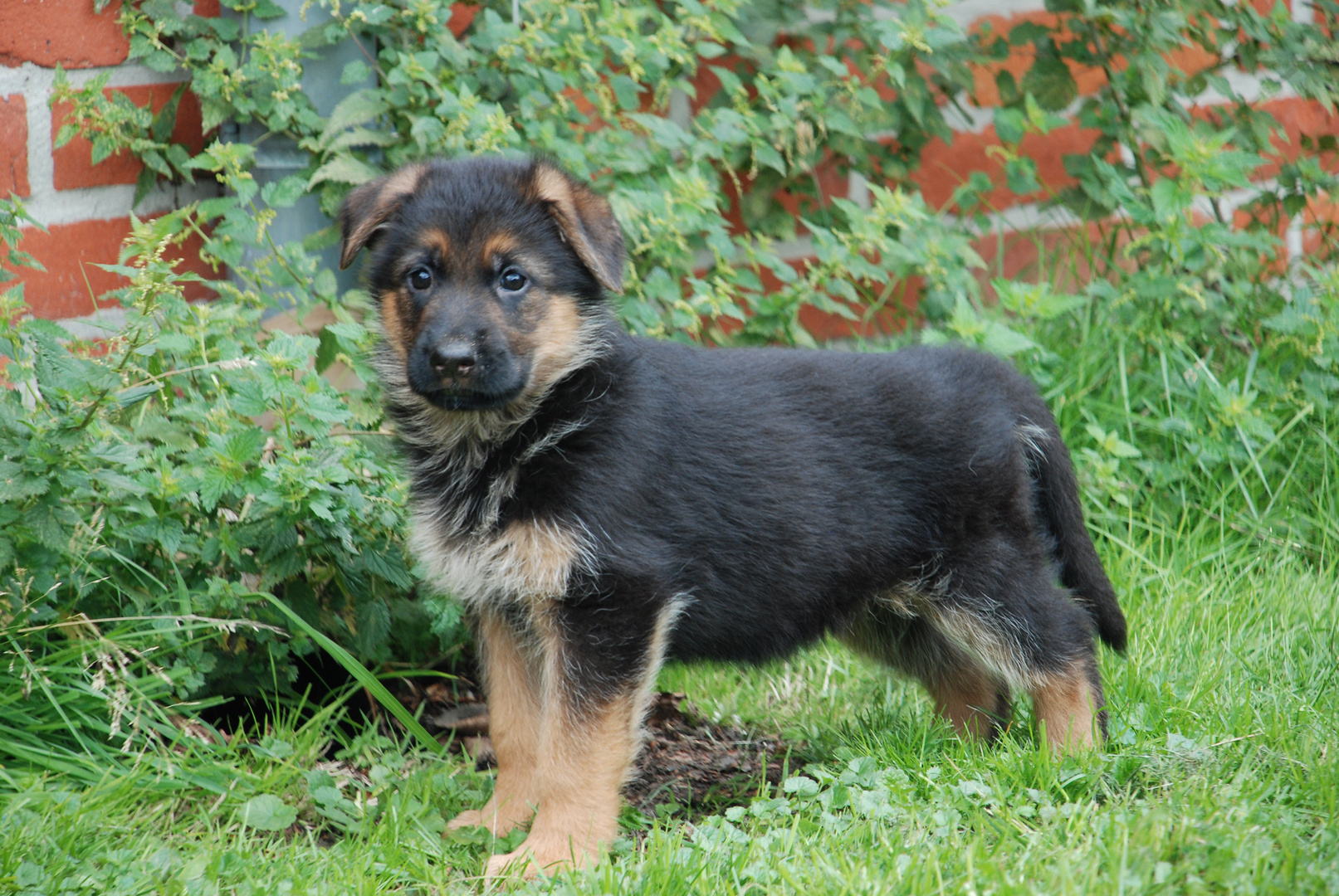 Deutscher Schäferhund Foto & Bild | tiere, tierkinder, hunde Bilder auf ...