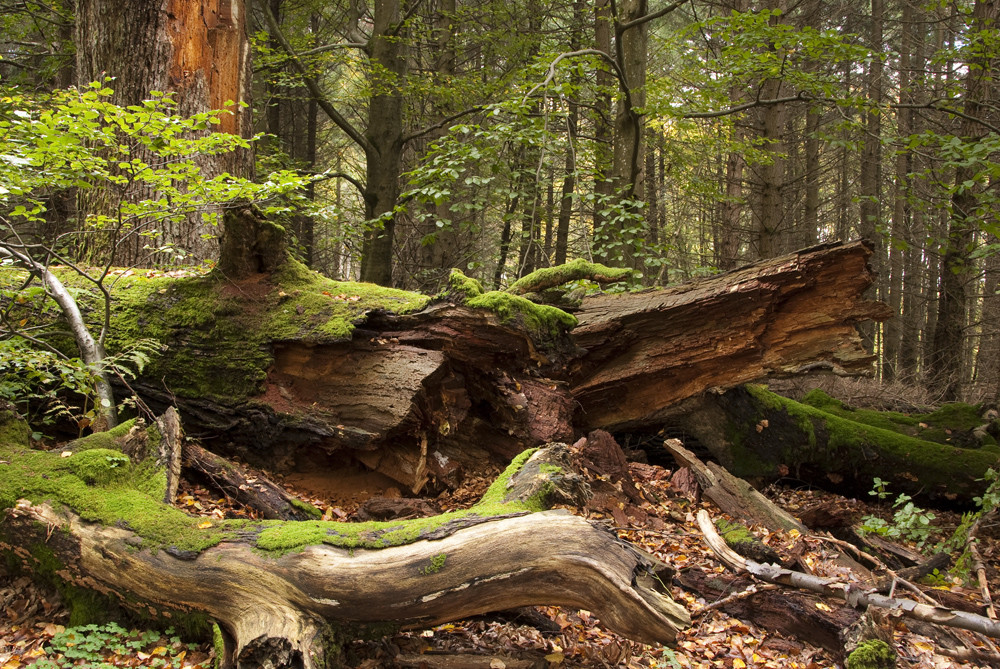 Deutscher Urwald Foto & Bild | landschaft, wald, natur Bilder auf ...