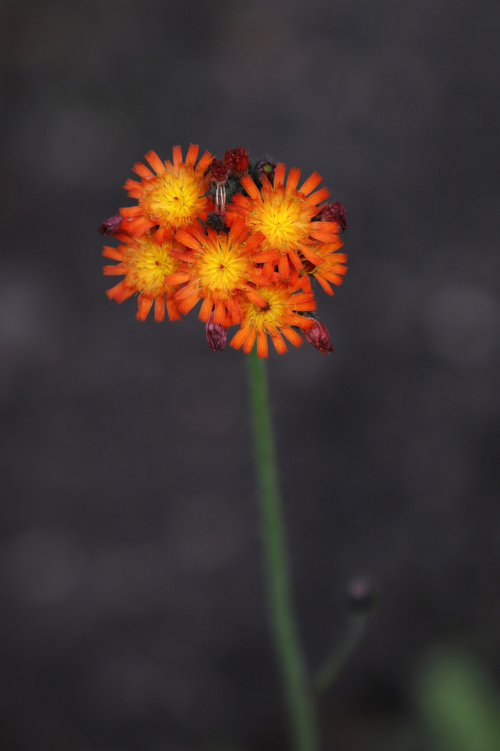 Devils Paintbrush - Hieracium Aurantiacum Foto & Bild | stillleben ...