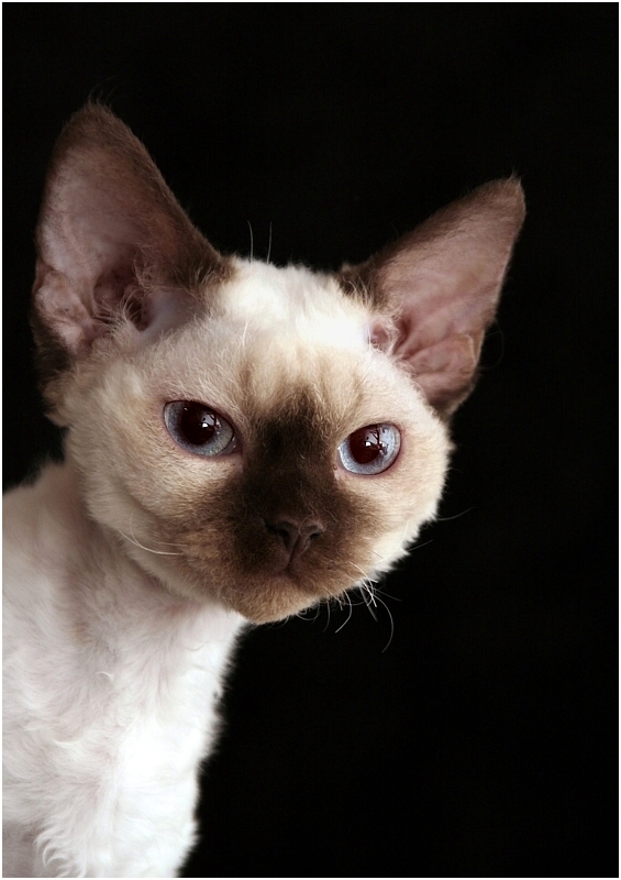 Devon Rex Foto & Bild | tiere, haustiere, katzen Bilder auf fotocommunity