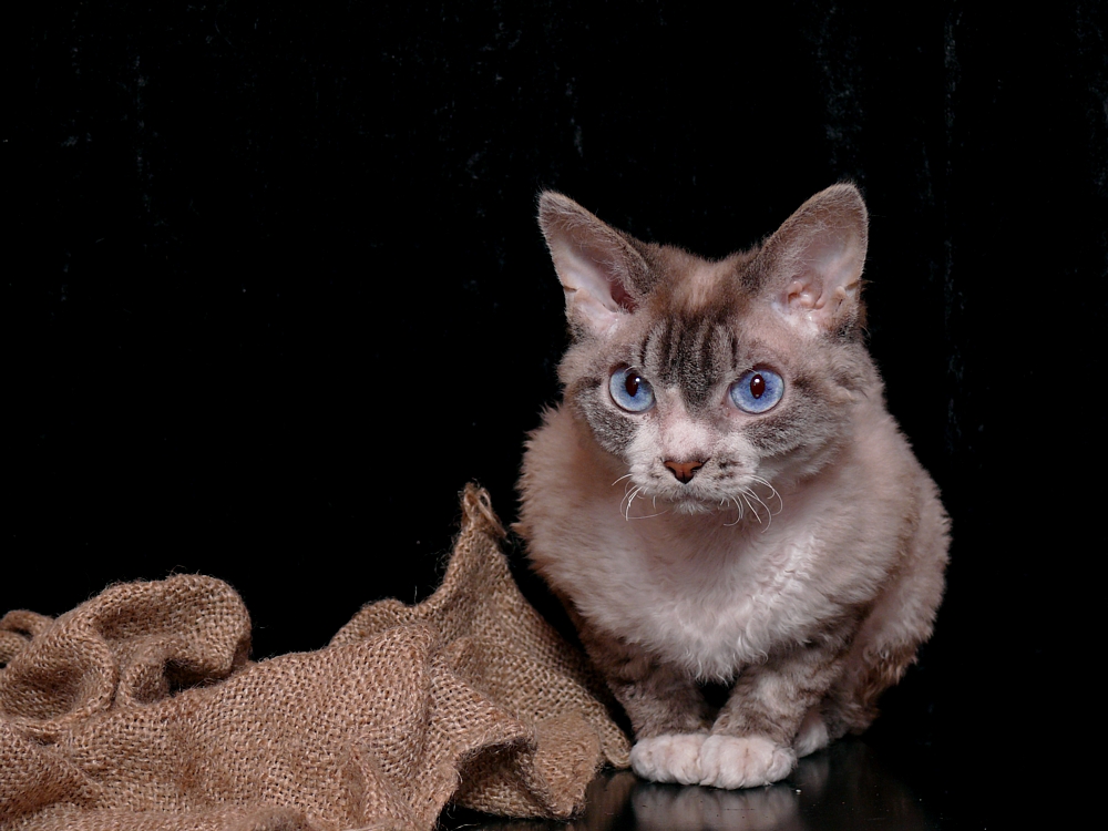 Devon Rex Foto & Bild | tiere, haustiere, katzen Bilder auf fotocommunity
