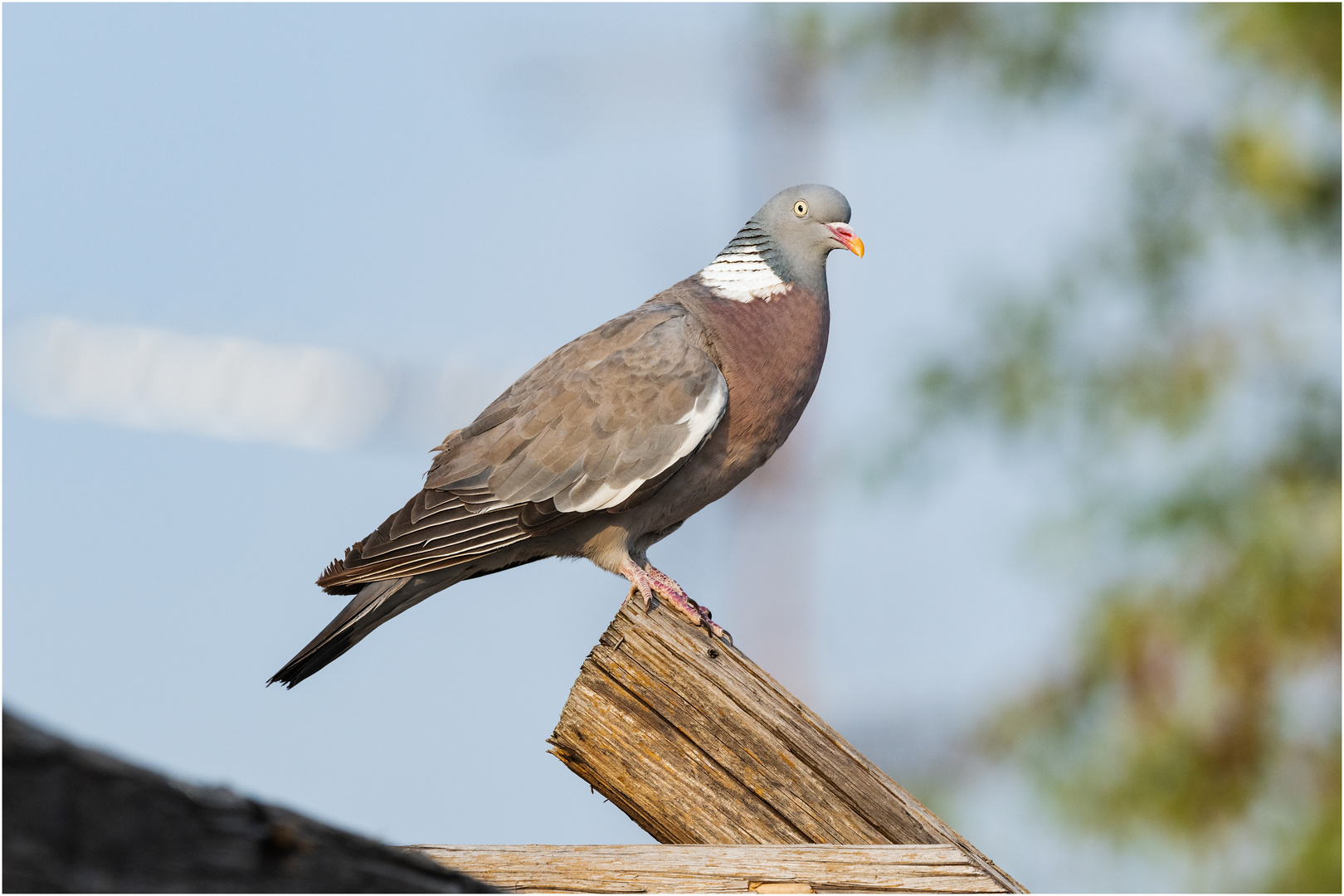 Dezent farbig unsere größte Wildtaube Foto & Bild | tiere, wildlife ...