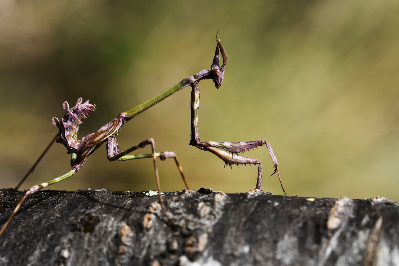 Diablotin photo et image | avril, mant, nature vert Images fotocommunity