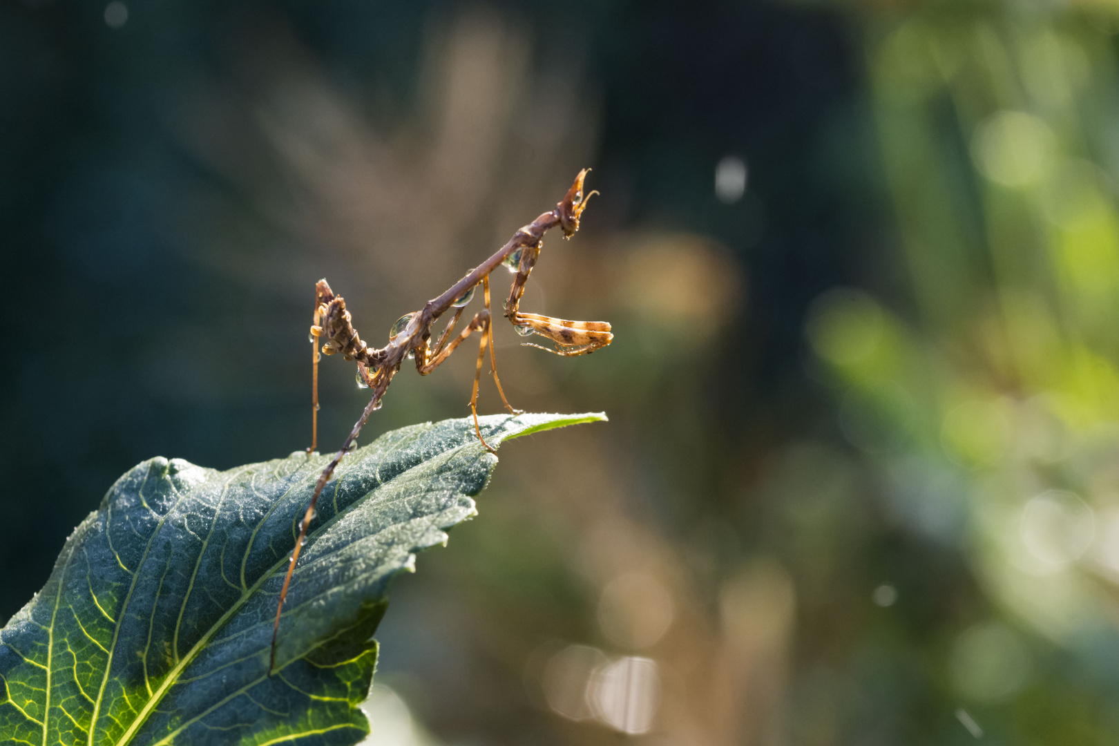 diablotin photo et image | fotos, france, nature Images fotocommunity