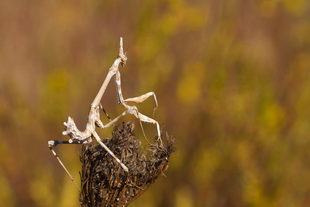 Diablotin de Provence en automne photo et image | macro nature, macro ...