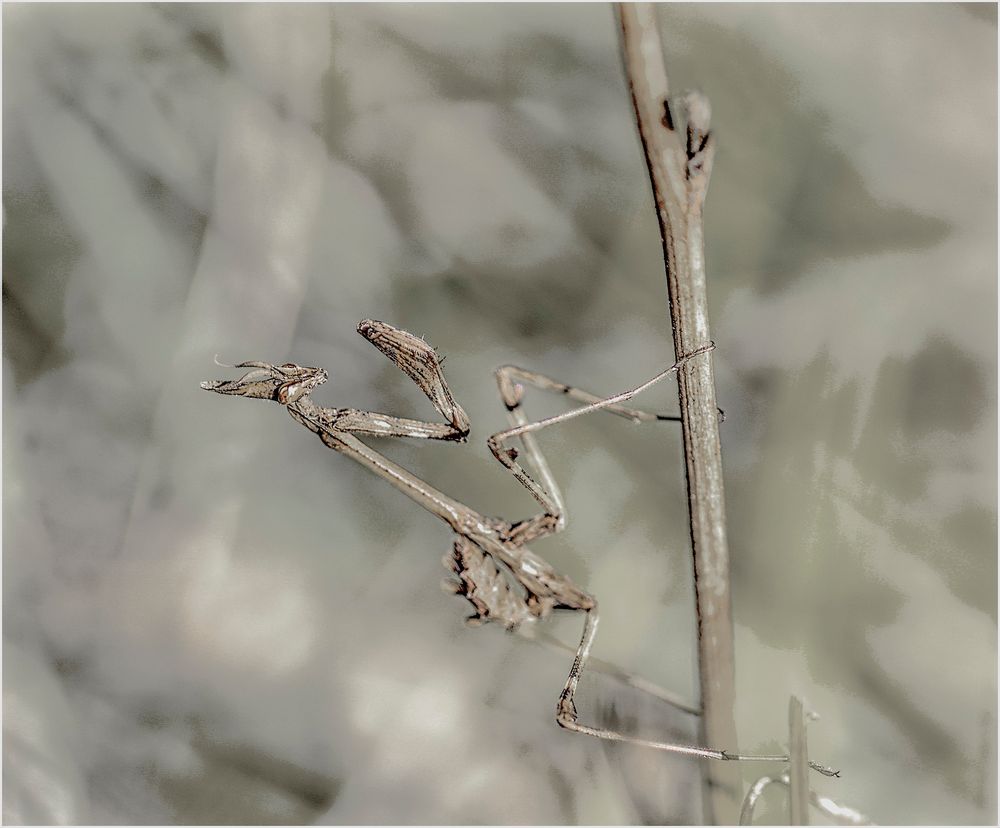 Diablotin deviendra empuse….. photo et image | animaux, insecte ...