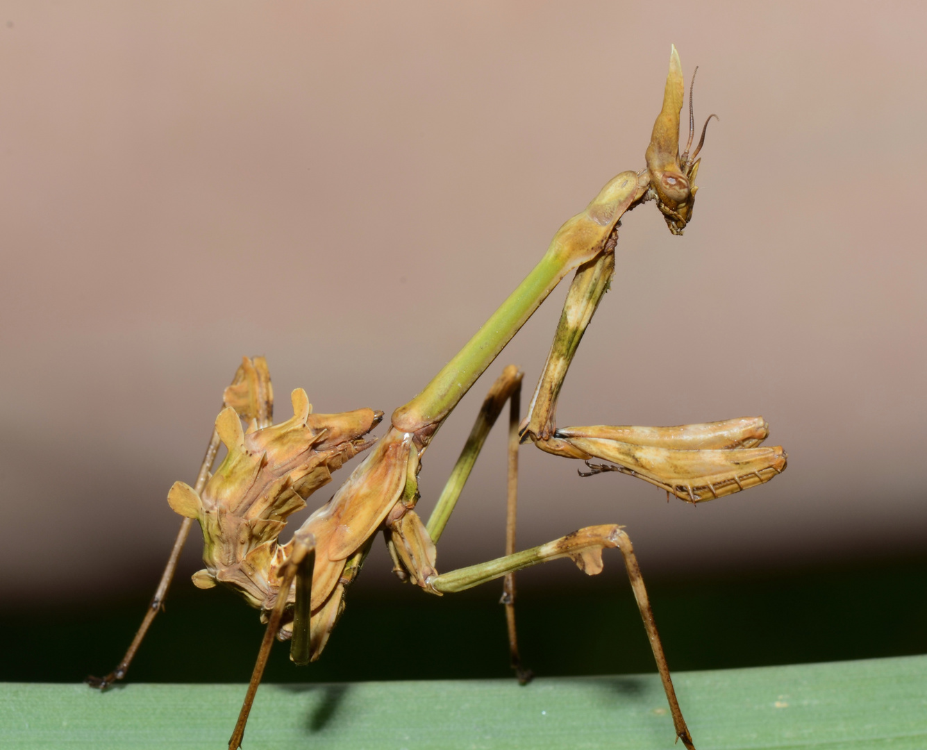 Diablotin: Empusa Pennata. Mante religieuse dans le jardin photo et ...