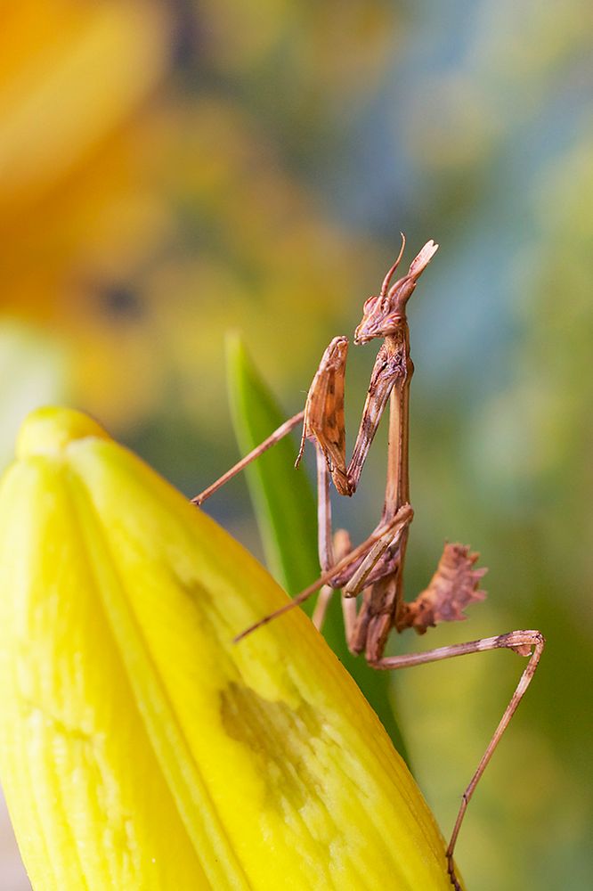 Diablotin en devenir photo et image | macro nature, macro insectes ...