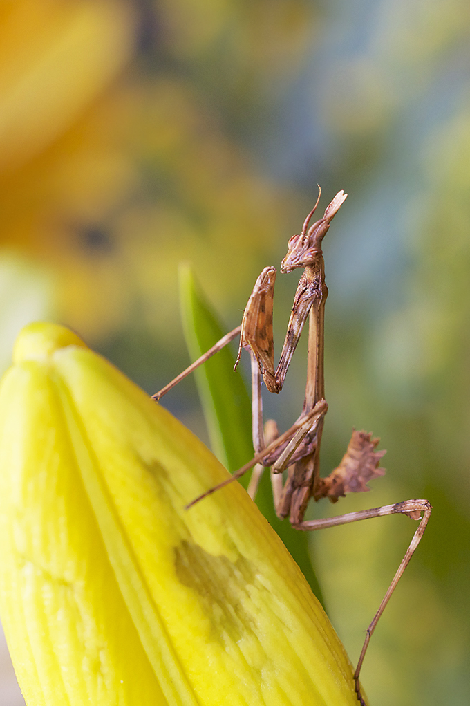 Diablotin en devenir photo et image | macro nature, macro insectes ...