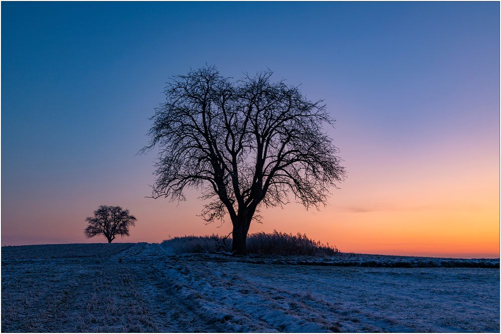 Dialog der Winterbäume Foto & Bild | deutschland, europe, baden ...