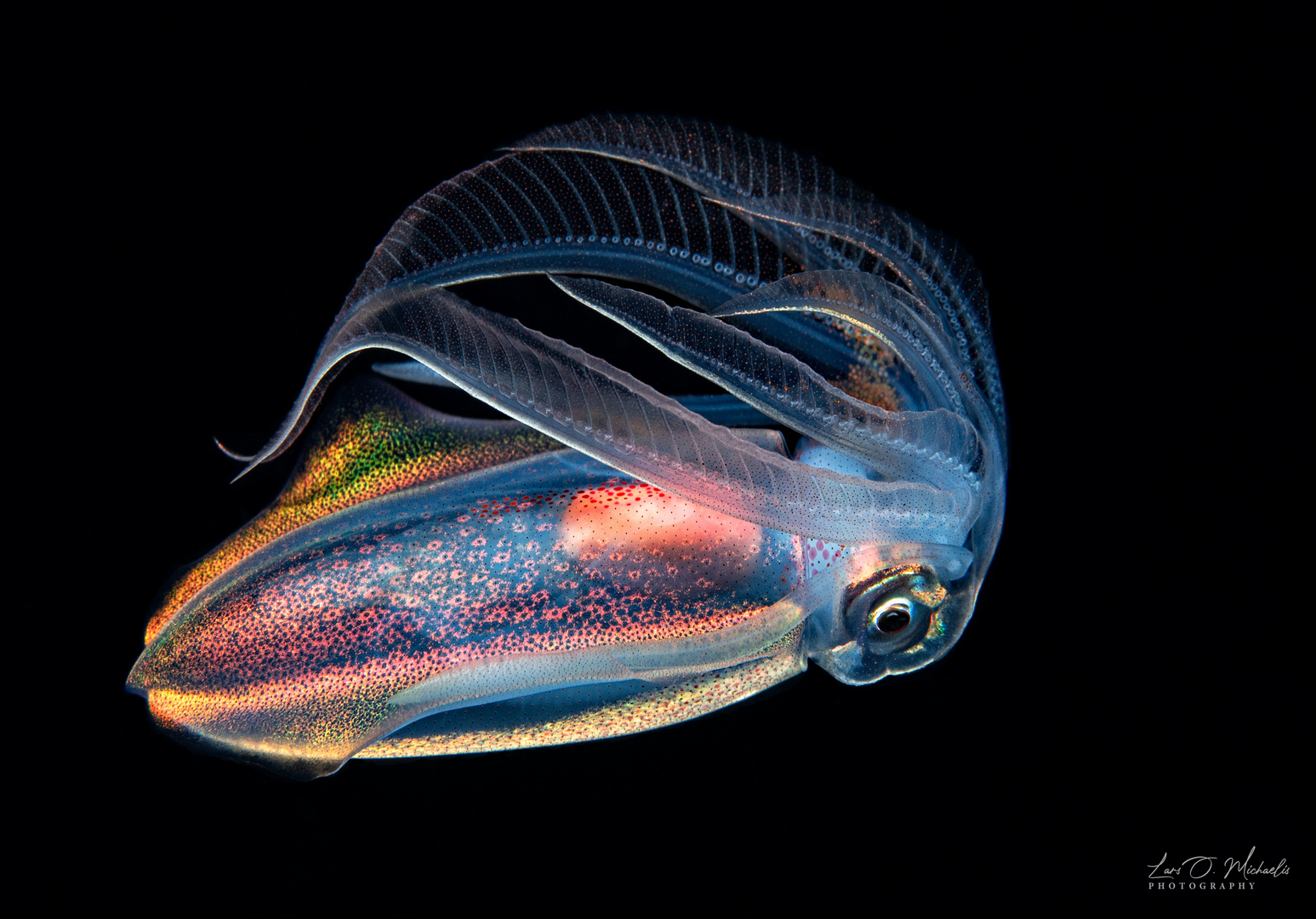 Diamantkalmar 2 Foto & Bild | farben, sepia, asia Bilder auf fotocommunity