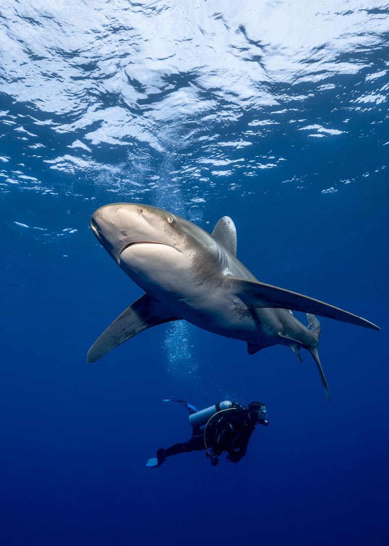 Diametral Foto & Bild | blue, nature, natur Bilder auf fotocommunity