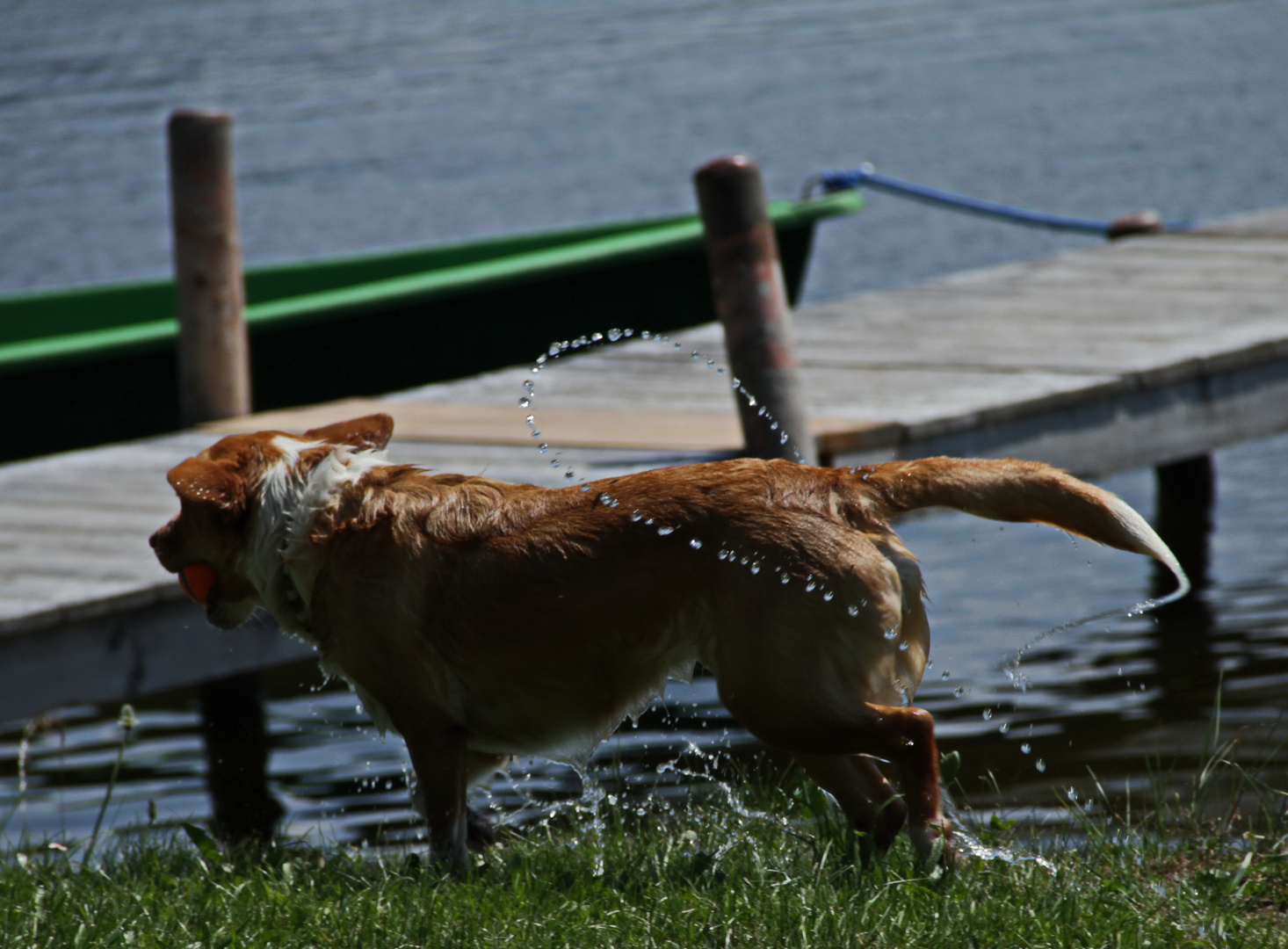 Diamond Dog Foto & Bild | tiere, haustiere, hunde Bilder auf fotocommunity