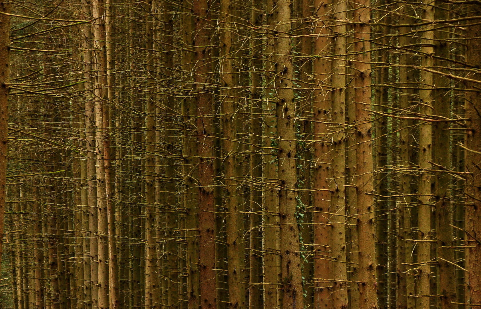 dichte Fichte Foto & Bild | landschaft, wald, monokultur Bilder auf ...