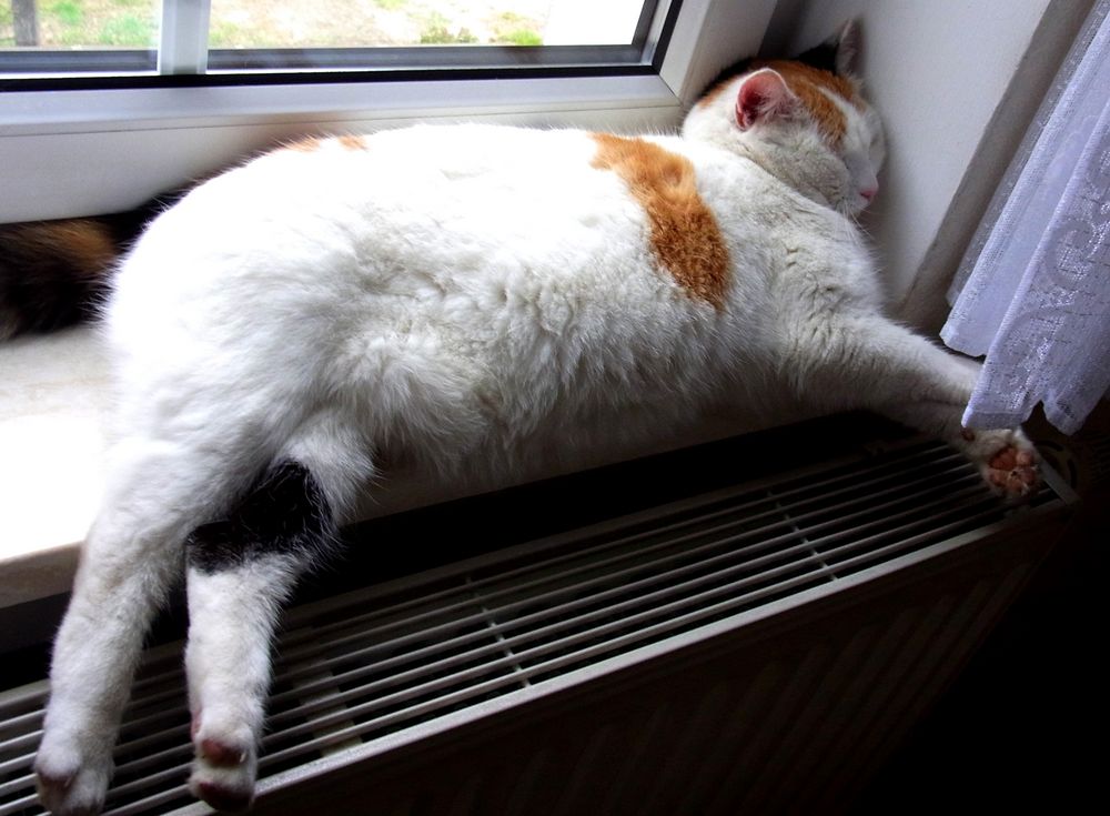 Dicke, faule Katze Foto & Bild | tiere, haustiere, katzen Bilder auf ...