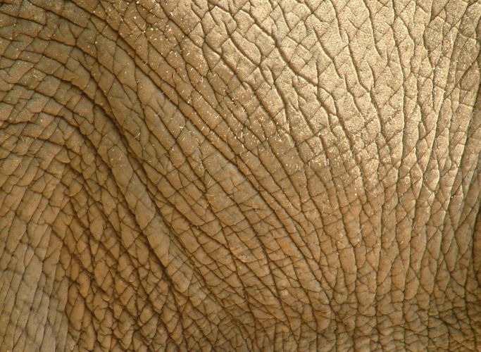Dicke Haut Foto And Bild Tiere Wildlife Säugetiere Bilder Auf Fotocommunity