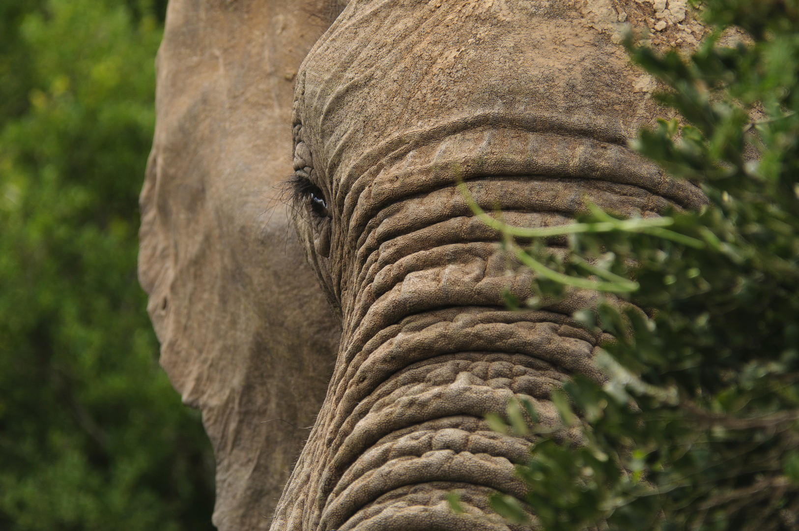 Dicke Haut Foto And Bild Tiere Natur Bilder Auf Fotocommunity