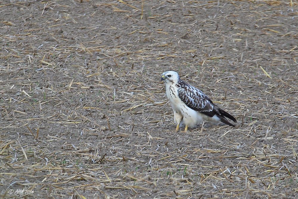 Dicke Hose Foto And Bild Natur Tiere Vögel Bilder Auf Fotocommunity
