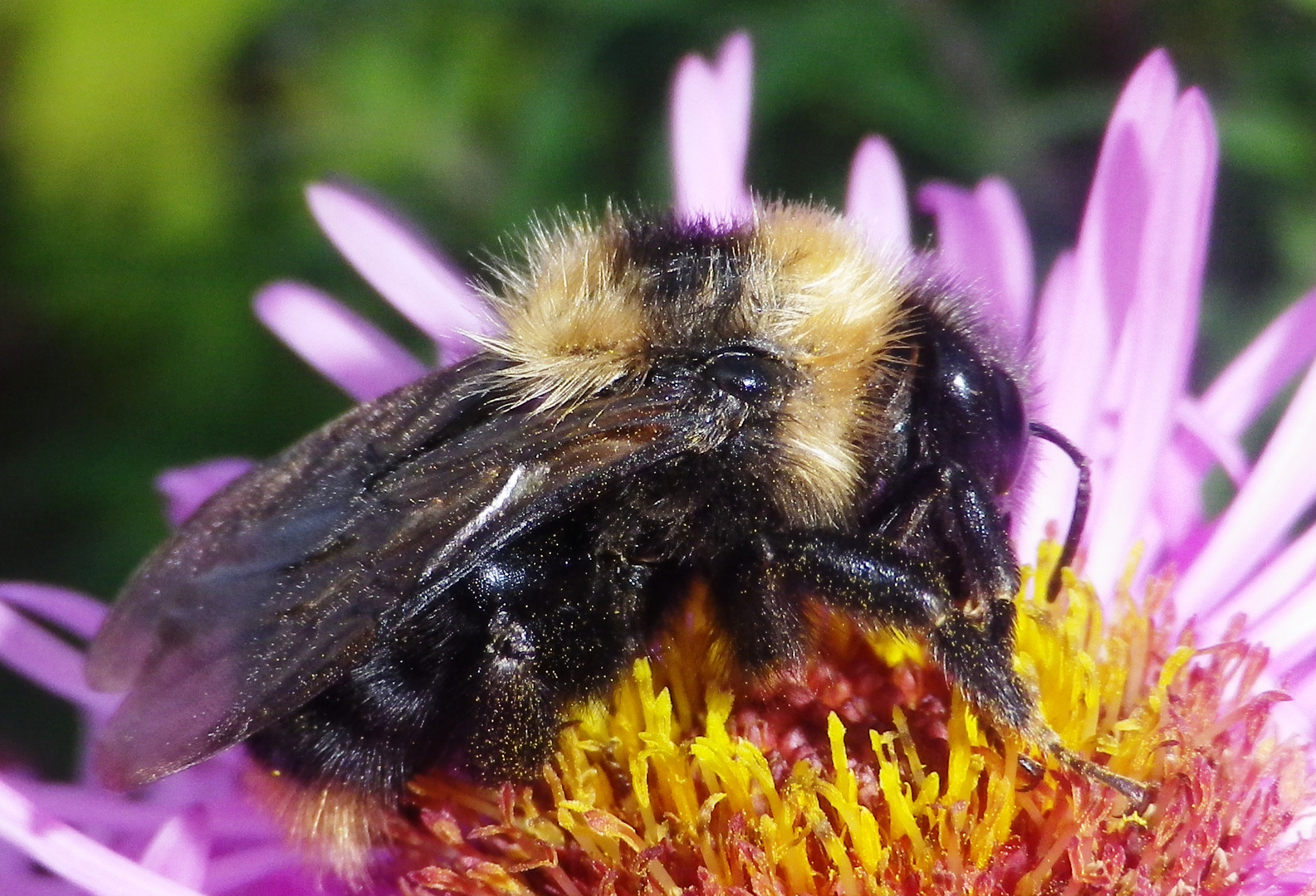 Dicker Brummer Foto & Bild | tiere, wildlife, insekten Bilder auf ...