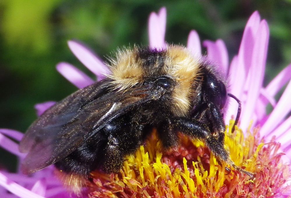 Dicker Brummer Foto & Bild | tiere, wildlife, insekten Bilder auf ...