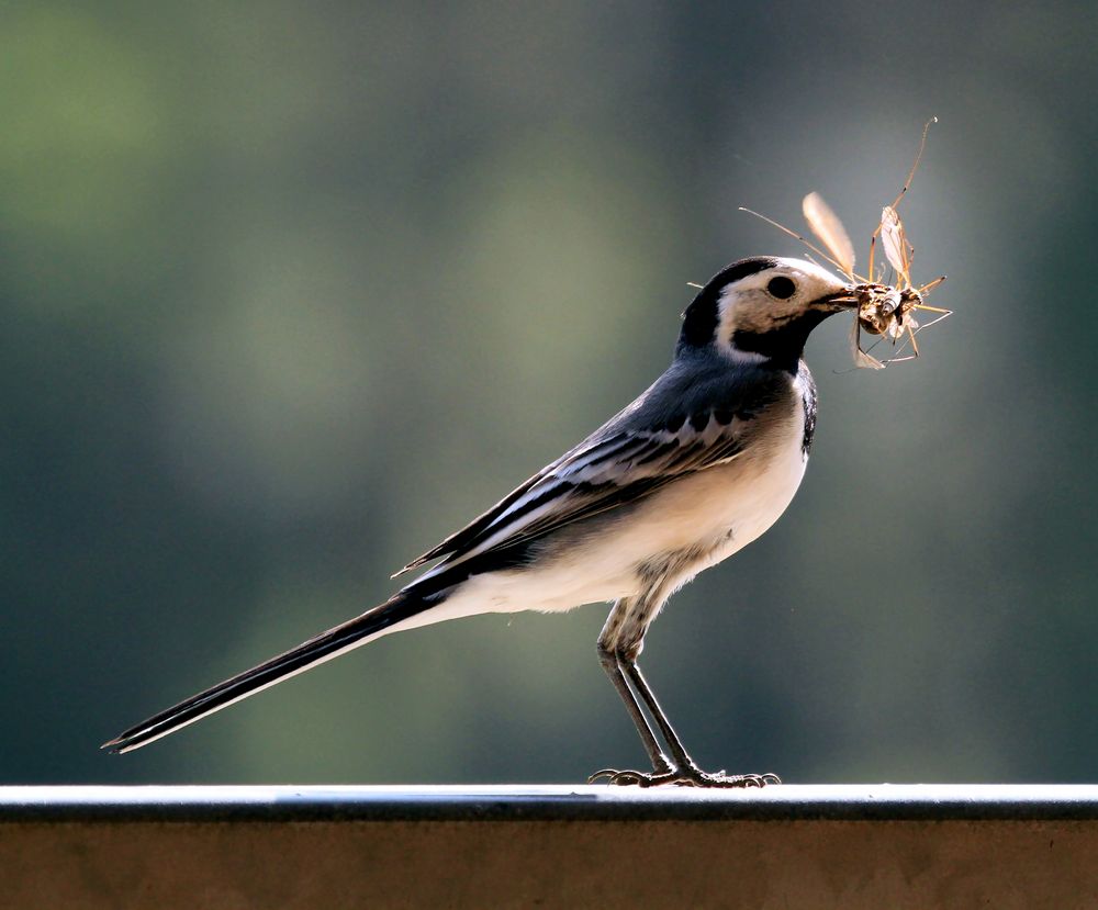 dicker Fang Foto & Bild | natur, tiere, vögel Bilder auf fotocommunity