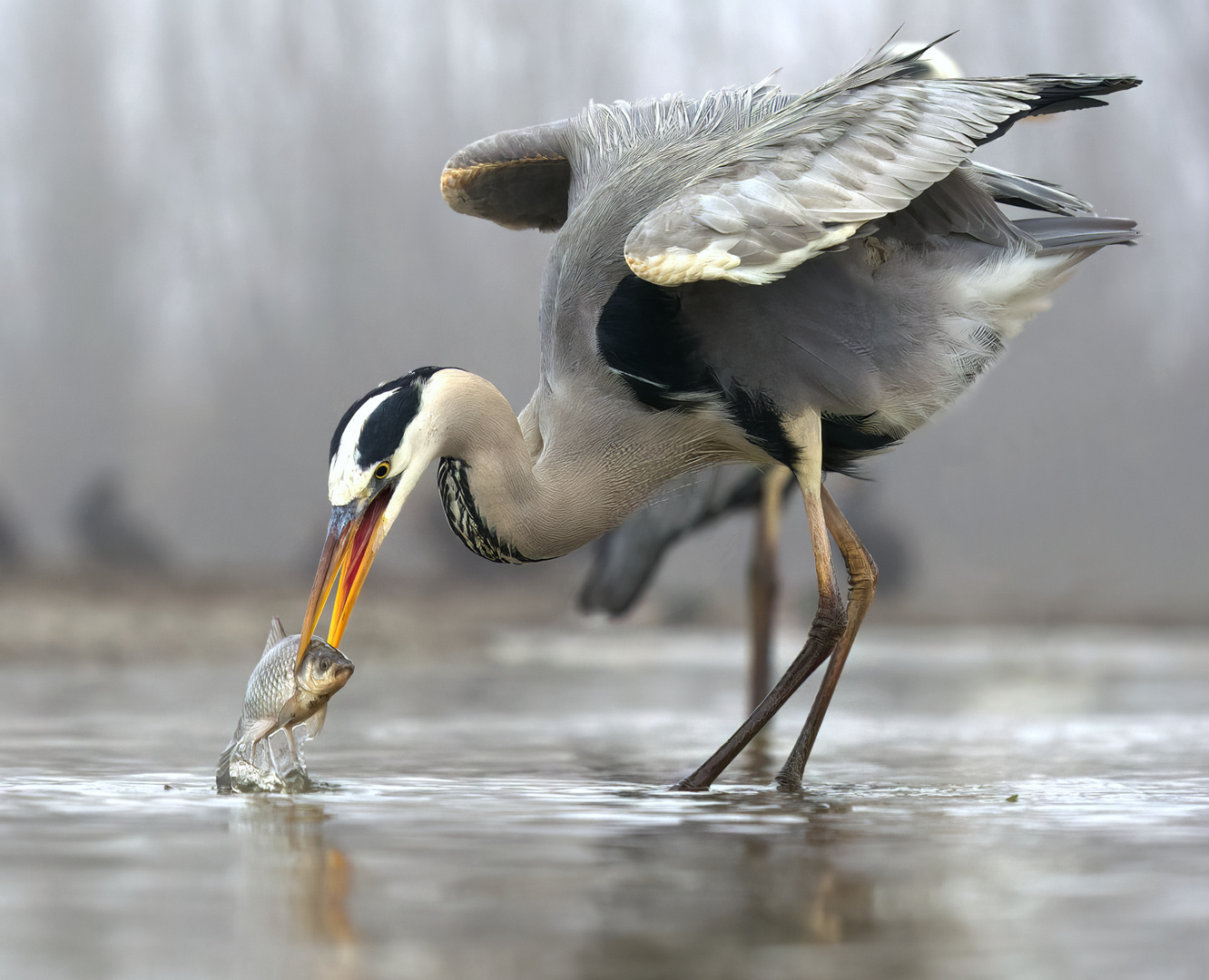 Dicker Fisch Foto & Bild | natur, grauereiher Bilder auf fotocommunity