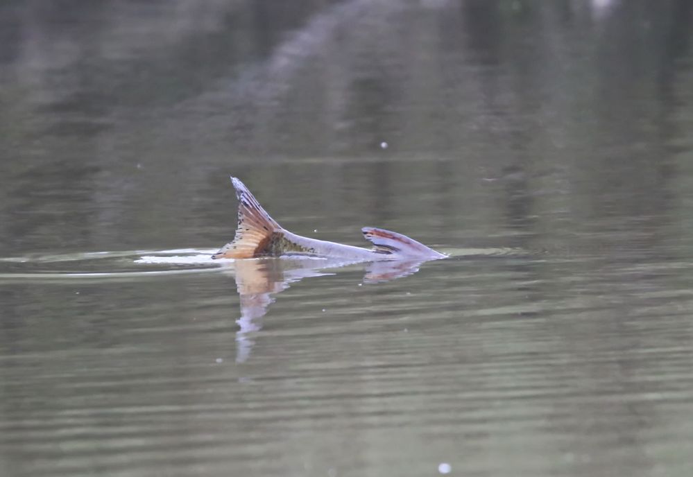 dicker Fisch Foto & Bild | natur, tiere, wildlife Bilder auf fotocommunity