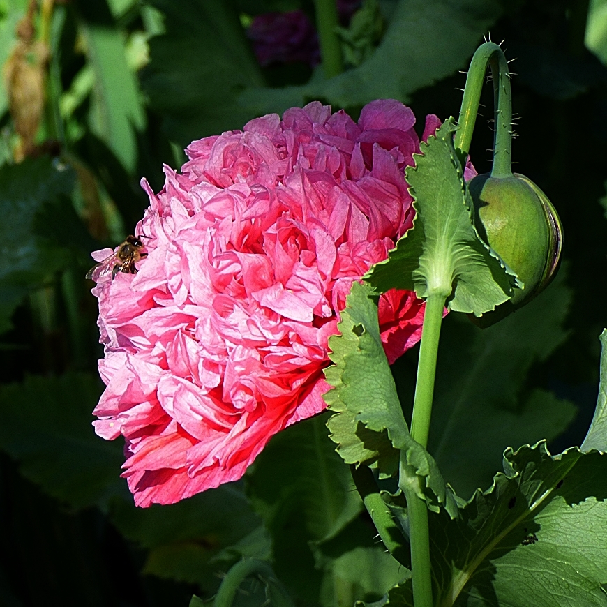 Dicker, gefüllter Mohn . . . Foto & Bild | pflanzen, pilze & flechten ...