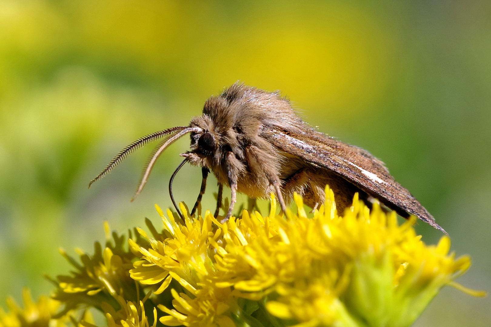 Dicker Geselle Foto & Bild | natur, schmetterling, tiere Bilder auf ...