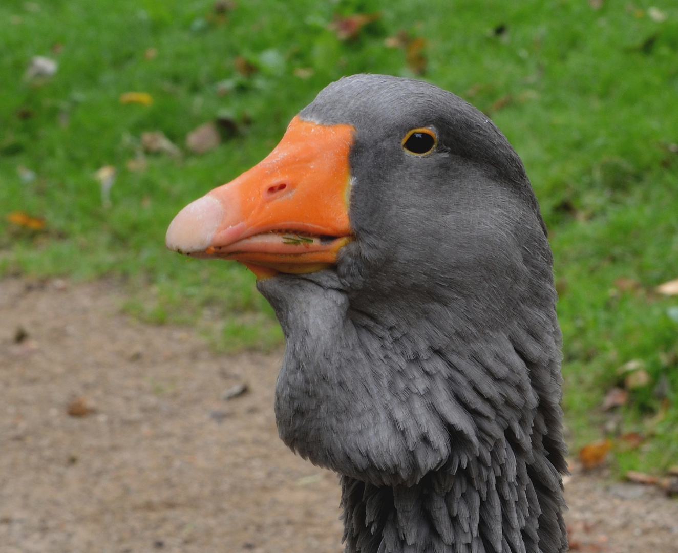 dicker Hals Foto & Bild | tiere, natur, vögel Bilder auf fotocommunity