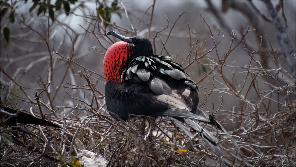 Dicker Hals Foto & Bild | south america, tiere, wildlife Bilder auf ...