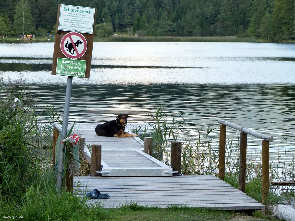 Dicker Hund Foto & Bild | tiere, haustiere, hunde Bilder auf fotocommunity