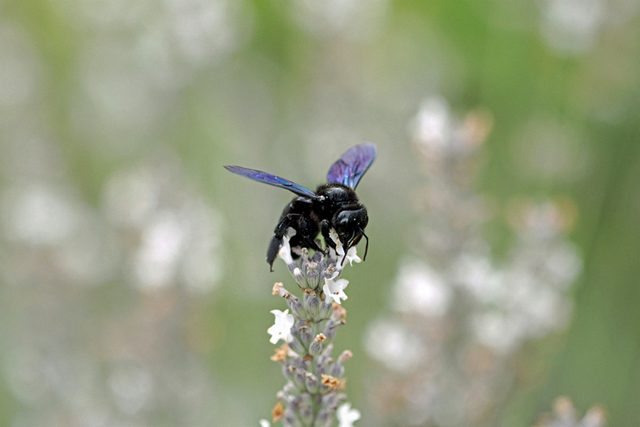 dicker käfer auf äußerster spitze Foto & Bild | fotos, natur, blüten ...