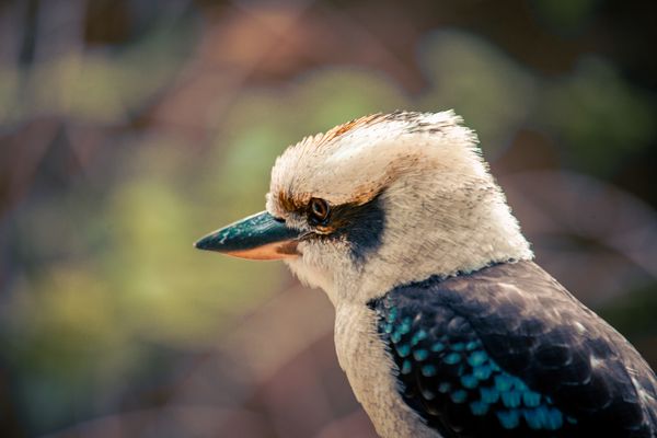 Z- sonstige Zoovögel Bilder & Fotos