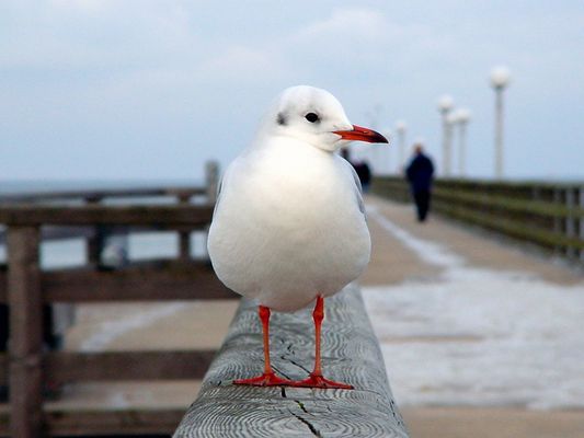 Klaus Brösel - Fotos & Bilder - Fotograf aus Halle/Saale, Deutschland ...
