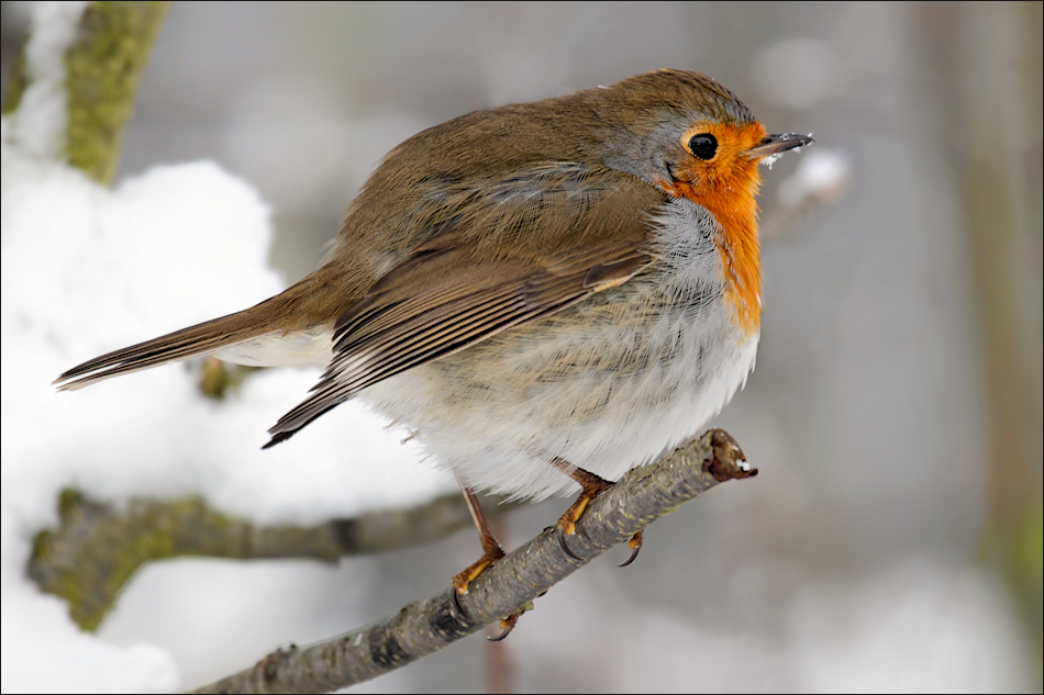 Dickerchen Foto & Bild | tiere, wildlife, wild lebende vögel Bilder auf ...