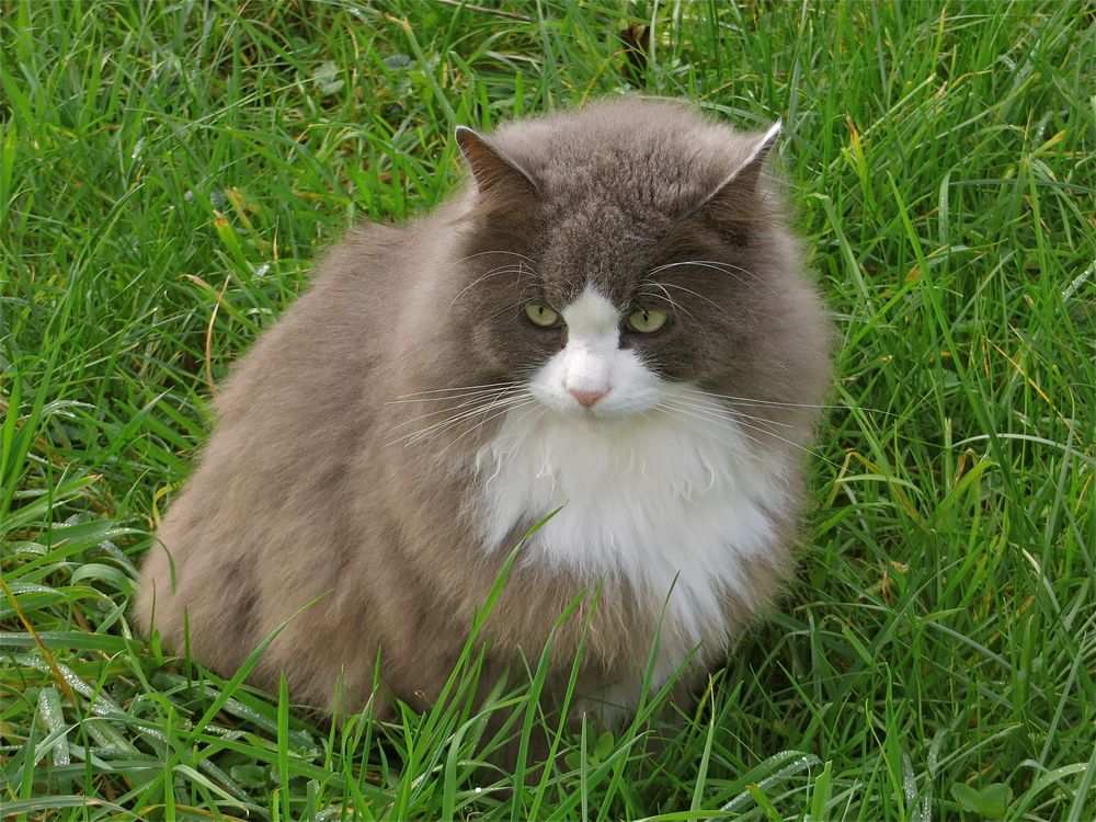 dickes Fell !!!.. Foto & Bild | tiere, haustiere, katzen Bilder auf ...