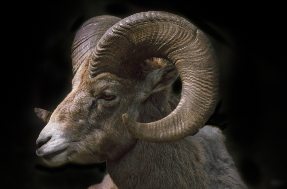 Dickhornschaf Foto & Bild | tiere, wildlife, säugetiere Bilder auf ...